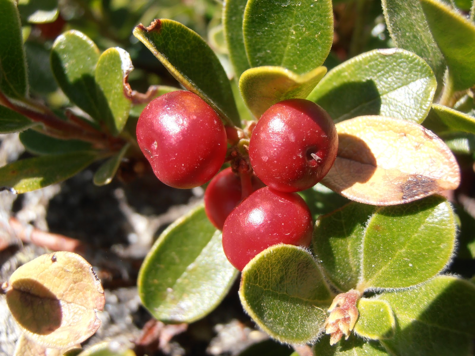 Gayuba. Propiedades. Plantas Medicinales | SaludBio